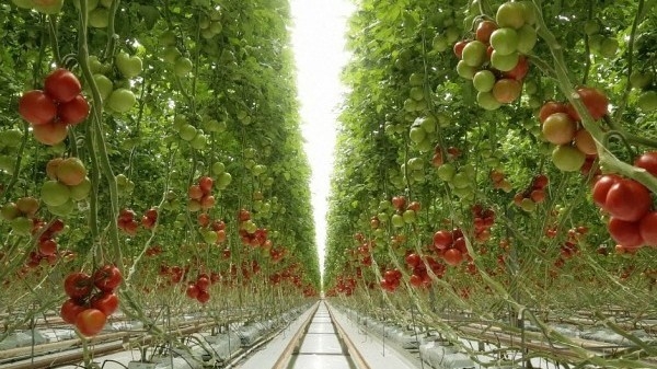 Vietnam, Netherlands promote further cooperation in sustainable ...