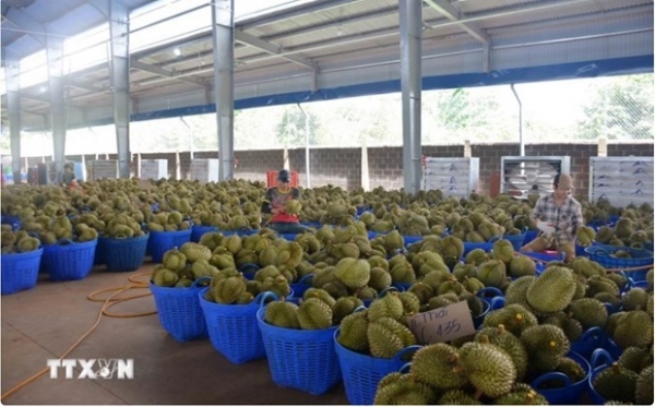 Vietnamese durian accounts for about 32% of China’s imports