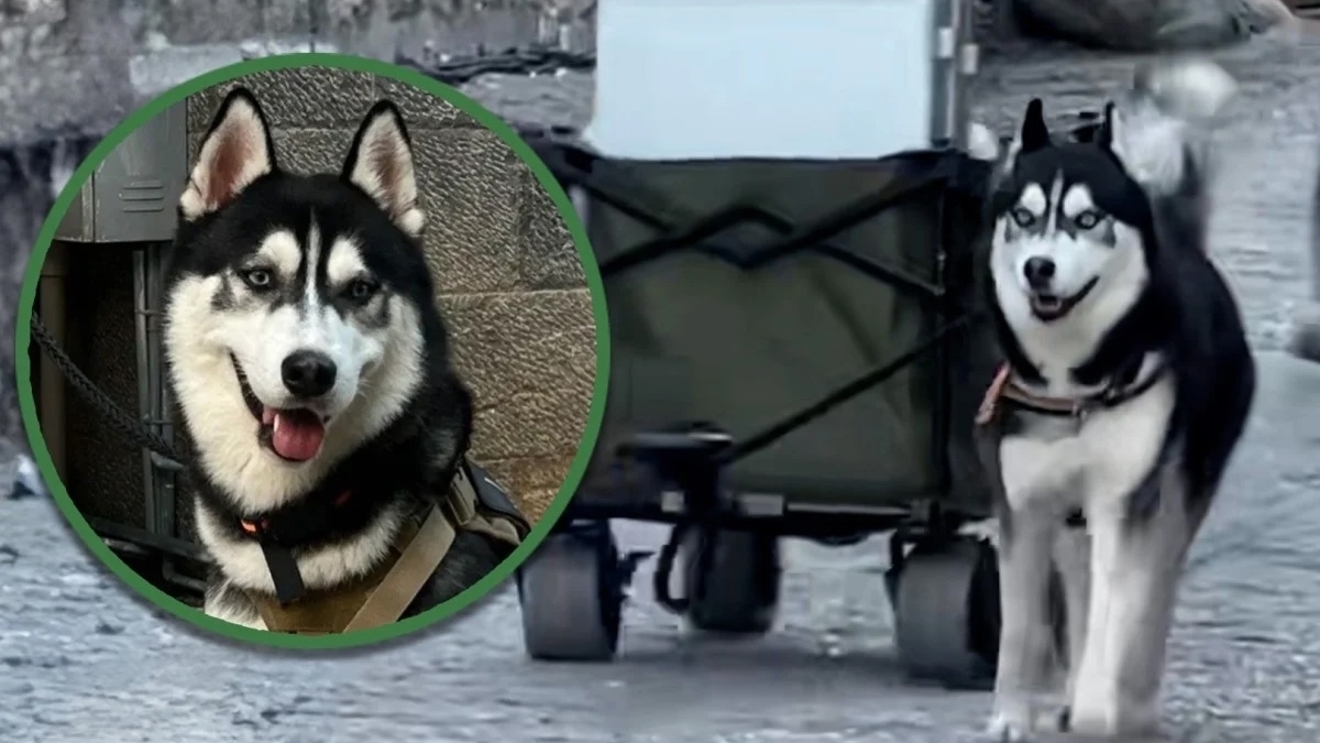 Trung Quốc: Trở thành shipper, chú chó Husky vụt sáng thành ngôi sao ...