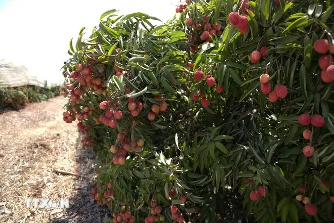 Vietnamese lychees take root in the Israeli Desert thank to modern ...