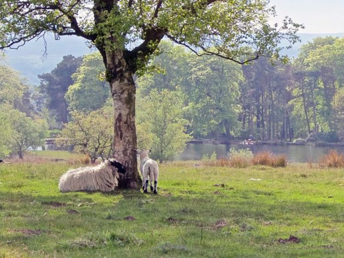 Anh sẽ gây một khu rừng mới đầu tiên trong 25 năm